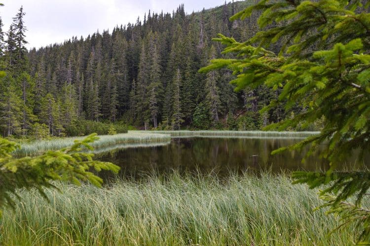 Canadá prova que cuidar de floresta é possível